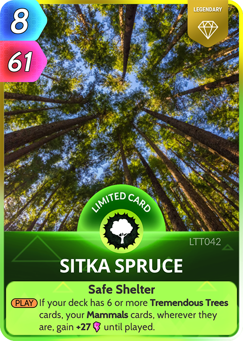 Sitka Spruce